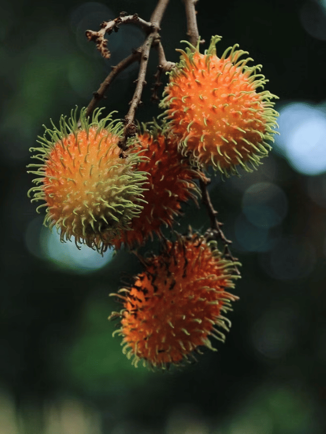 7 Remarkable Health Benefits of Rambutan - Sportskeeda Stories